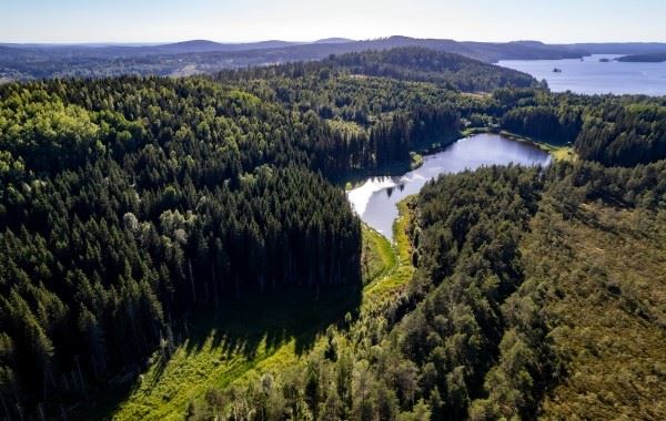 Stora Enso finalises the divestment of 12.4% of its Swedish forest holdings - Stora Enso Oyj