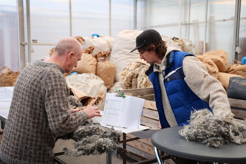 Wool classification in Rättvik with The Swedish Wool Initiative ...