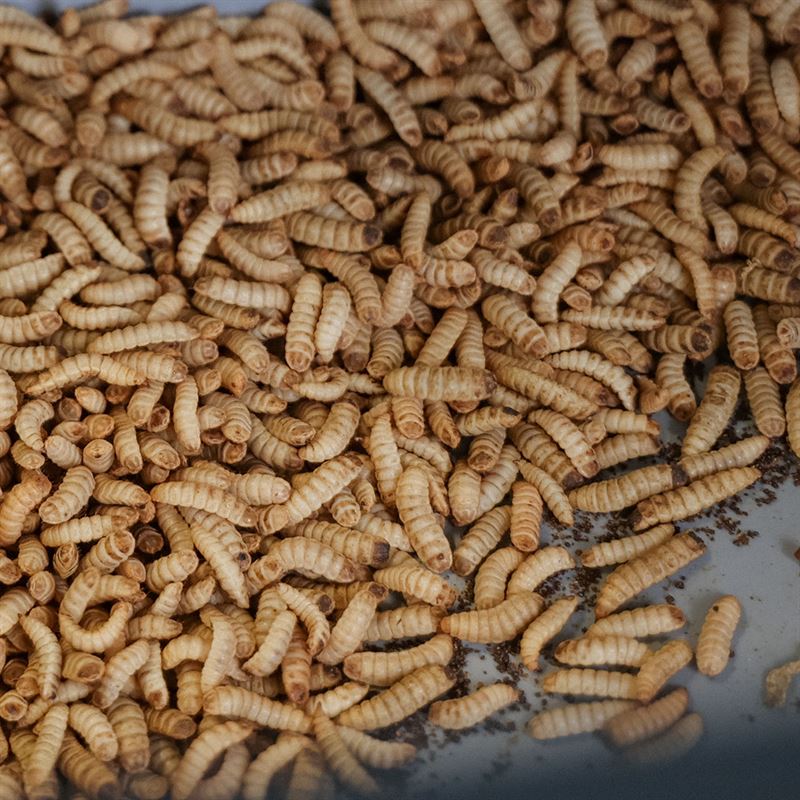 Insekter som äter livsmedelsrester / Insects eating food waste ...