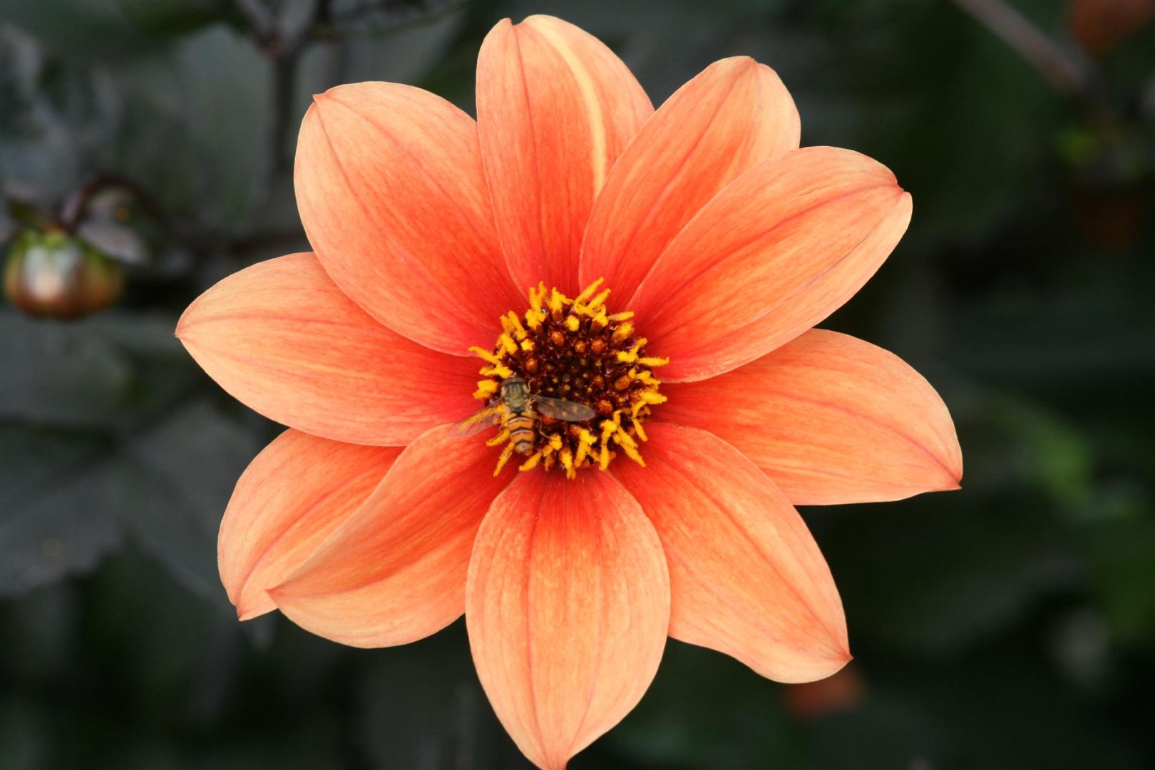 BLOMMA - CG_IR_source_test