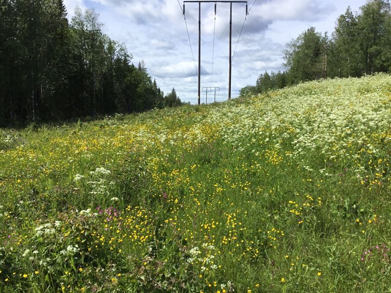 Biologisk mångfald frodas under Vattenfall Eldistributions luftledningar