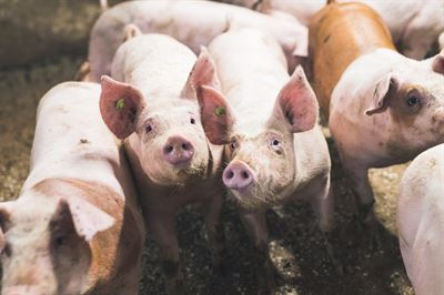 Second African swine fever infection at an Atria pig farm in Estonia ...