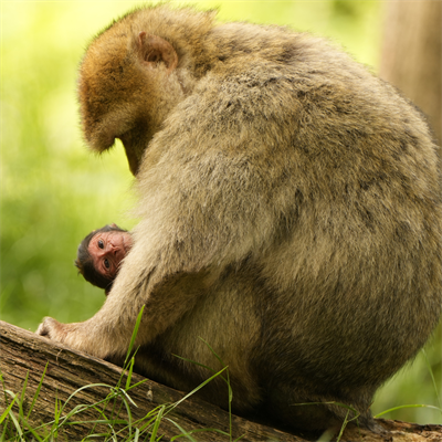 THREE baby Barbary macaque monkeys born in the trees at UK’s only ...