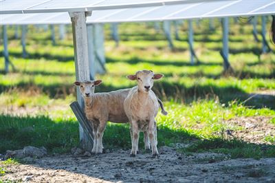 Alight commissions 215 MWp solar park in Denmark - Alight