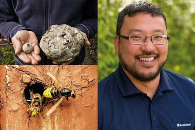 Anticimex: Säkra huset mot getingar i midsommar - Anticimex AB