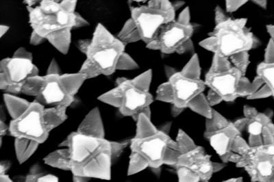 A scanning electron microscopy image of the MOF-on-MOF surface with ...