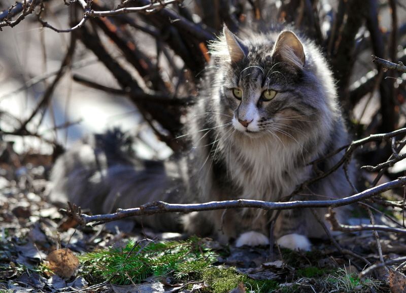 norsk-skogskatt-jagar 1 - Agria Djurförsäkring
