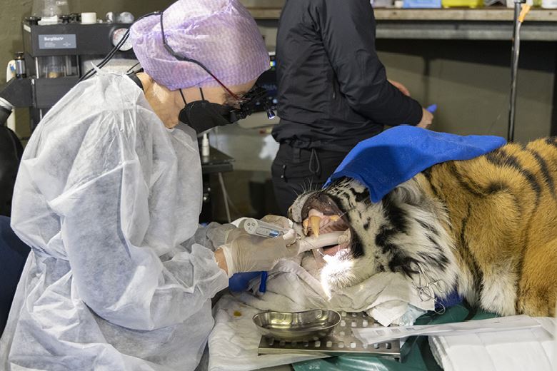 Root canal for a tiger? Korkeasaari Zoo carries out a rare procedure - Planmeca Oy