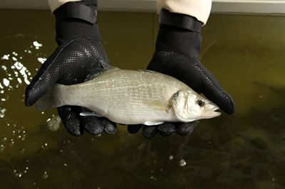 Local Ocean Launches European Sea Bass Raised in Hudson Valley - Local ...